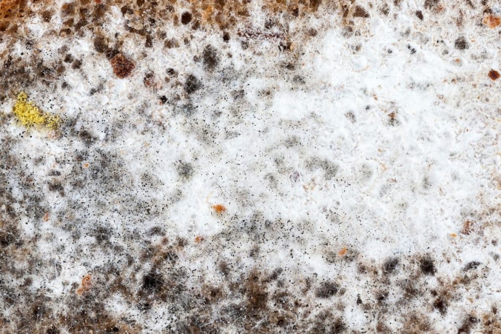 Is-White-Mold-Dangerous-How-To-Get-Rid-Of-White-Mold | Water Heater Hub